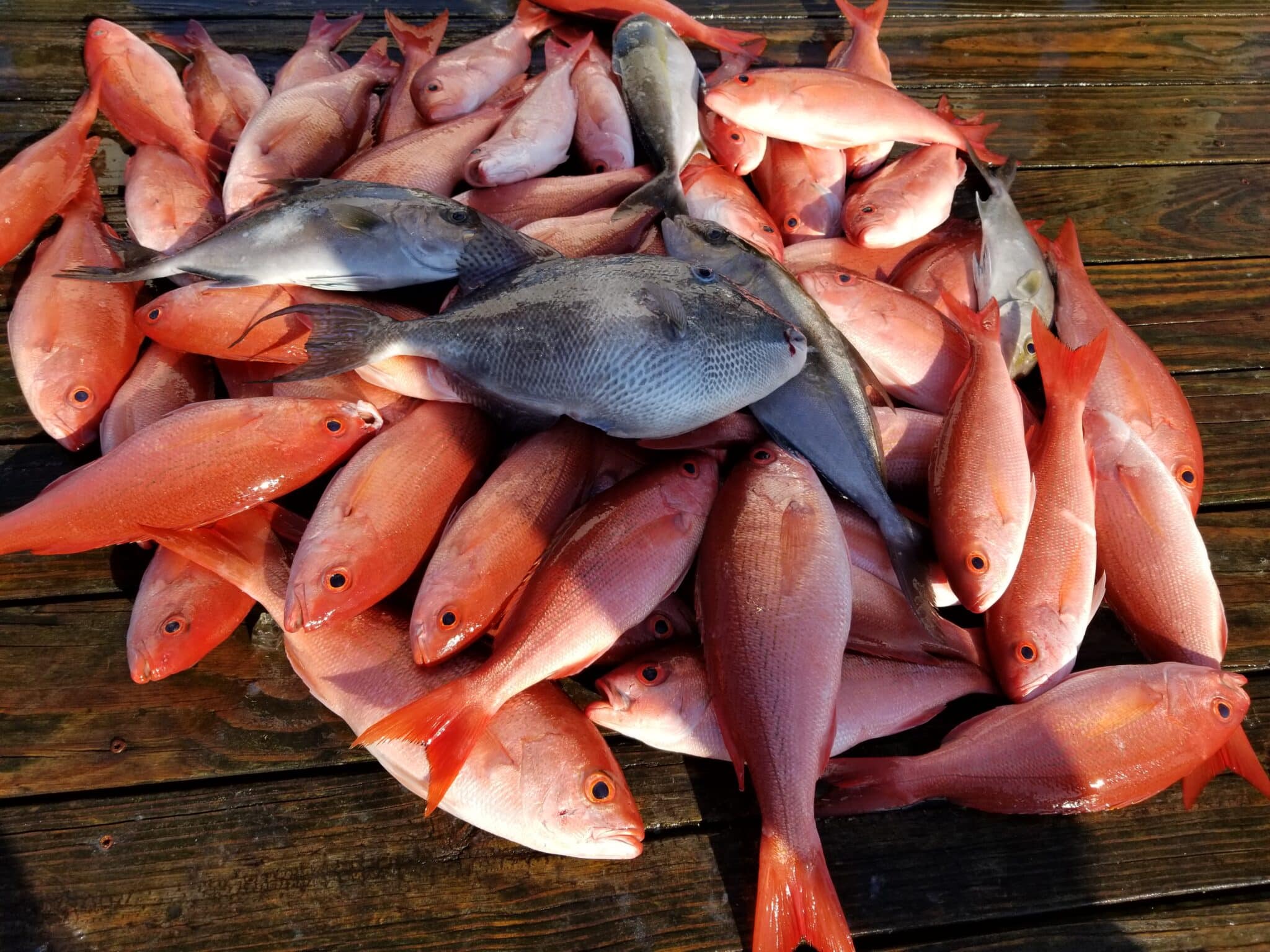 Triggerfish & Vermillion Snapper Fishing - Into The Blue